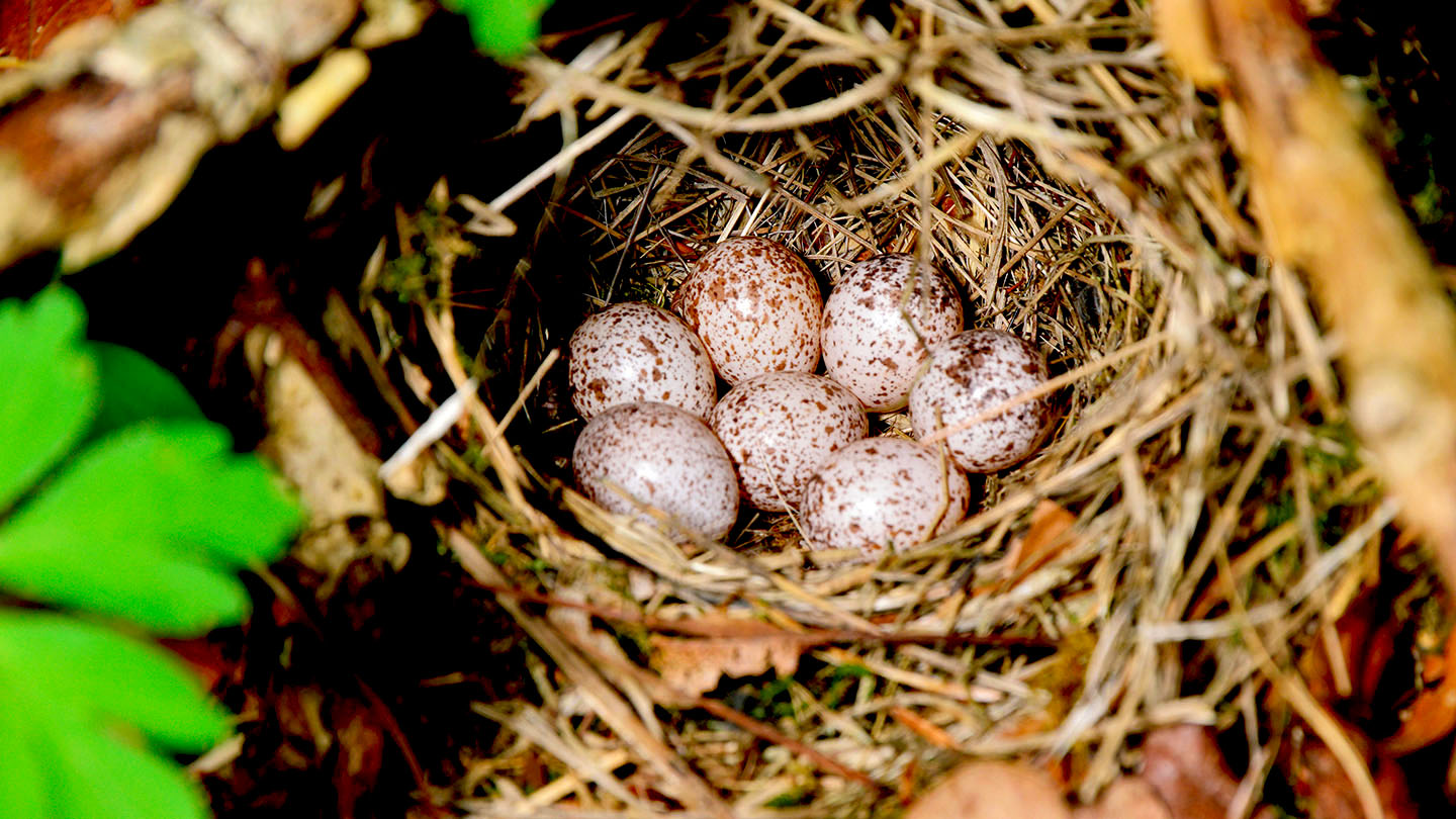 Yellow Warbler Eggs