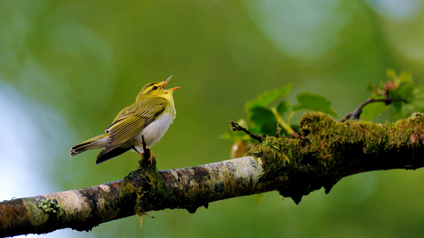 Wood Warbler (Phylloscopus sibilatrix) - Woodland Trust