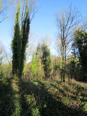 Helsby Quarry - Woodland Trust