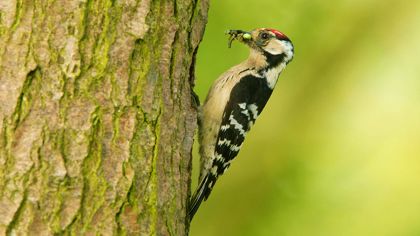 Lesser Spotted Woodpecker (D. minor) - Woodland Trust