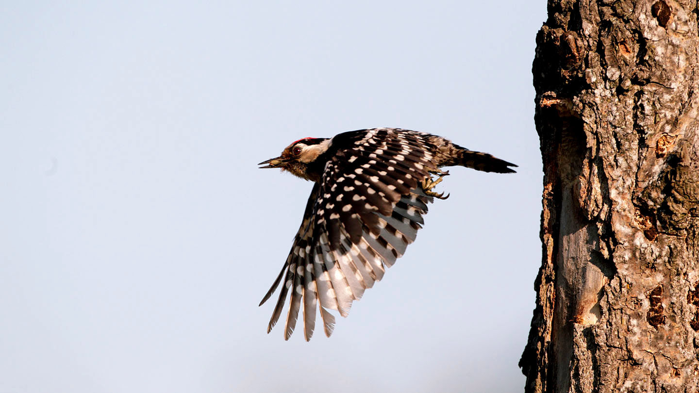 Lesser Spotted Woodpecker (D. minor) - Woodland Trust