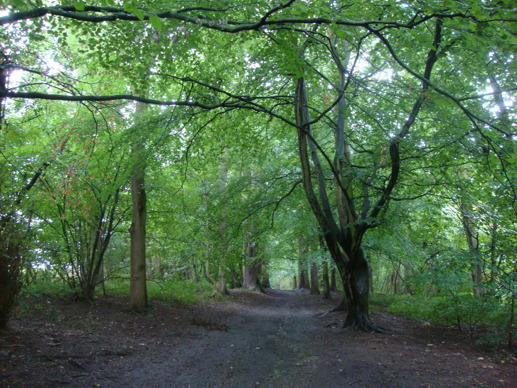 Arrowe Country Park - Woodland Trust