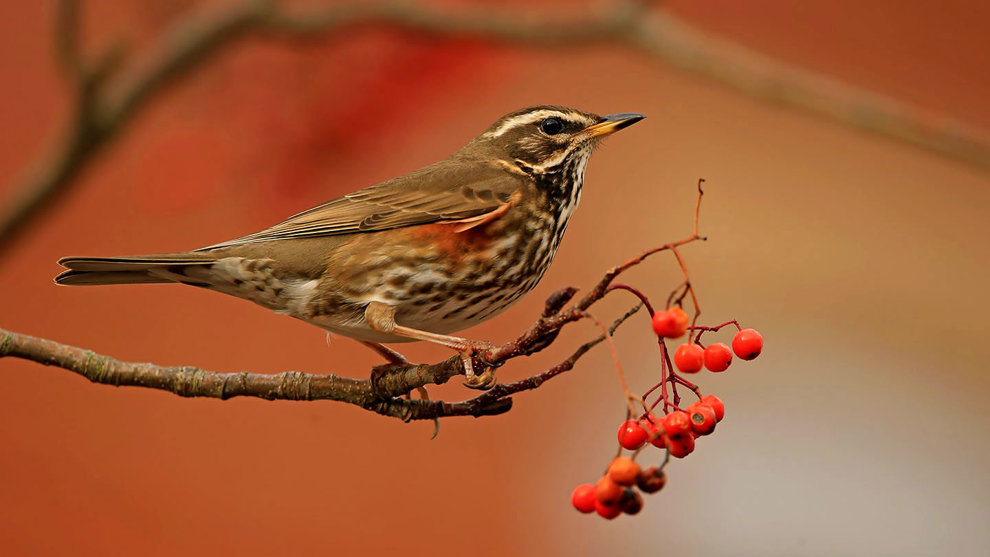 Redwing (Turdus iliacus) - British Birds - Woodland Trust