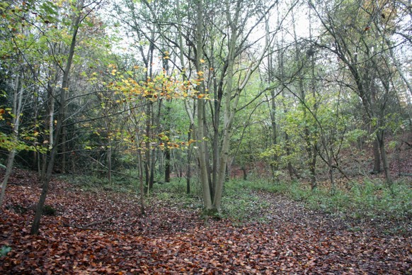 White Hart Woods - Woodland Trust