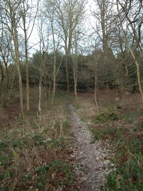 White Hart Woods - Woodland Trust