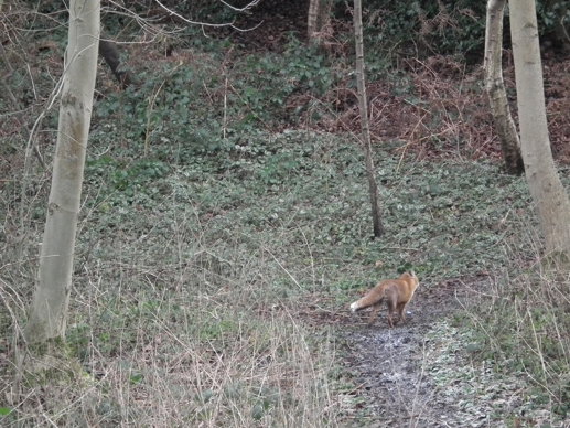 White Hart Woods - Woodland Trust