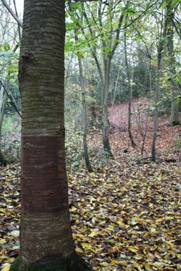 White Hart Woods - Woodland Trust