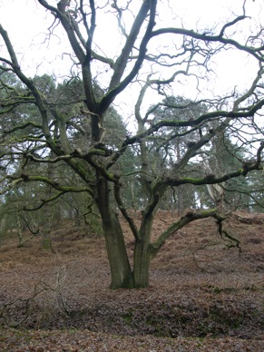 Rushmere Country Park - Woodland Trust
