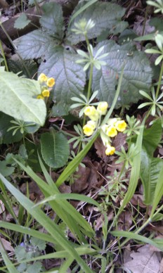 Flitwick Wood - Woodland Trust