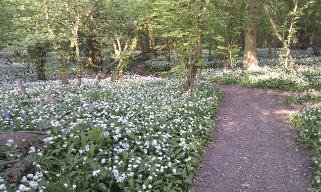 Flitwick Wood - Woodland Trust