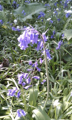 Flitwick Wood - Woodland Trust