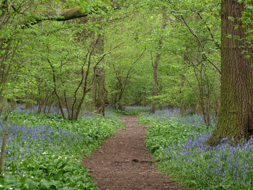 Flitwick Wood - Woodland Trust