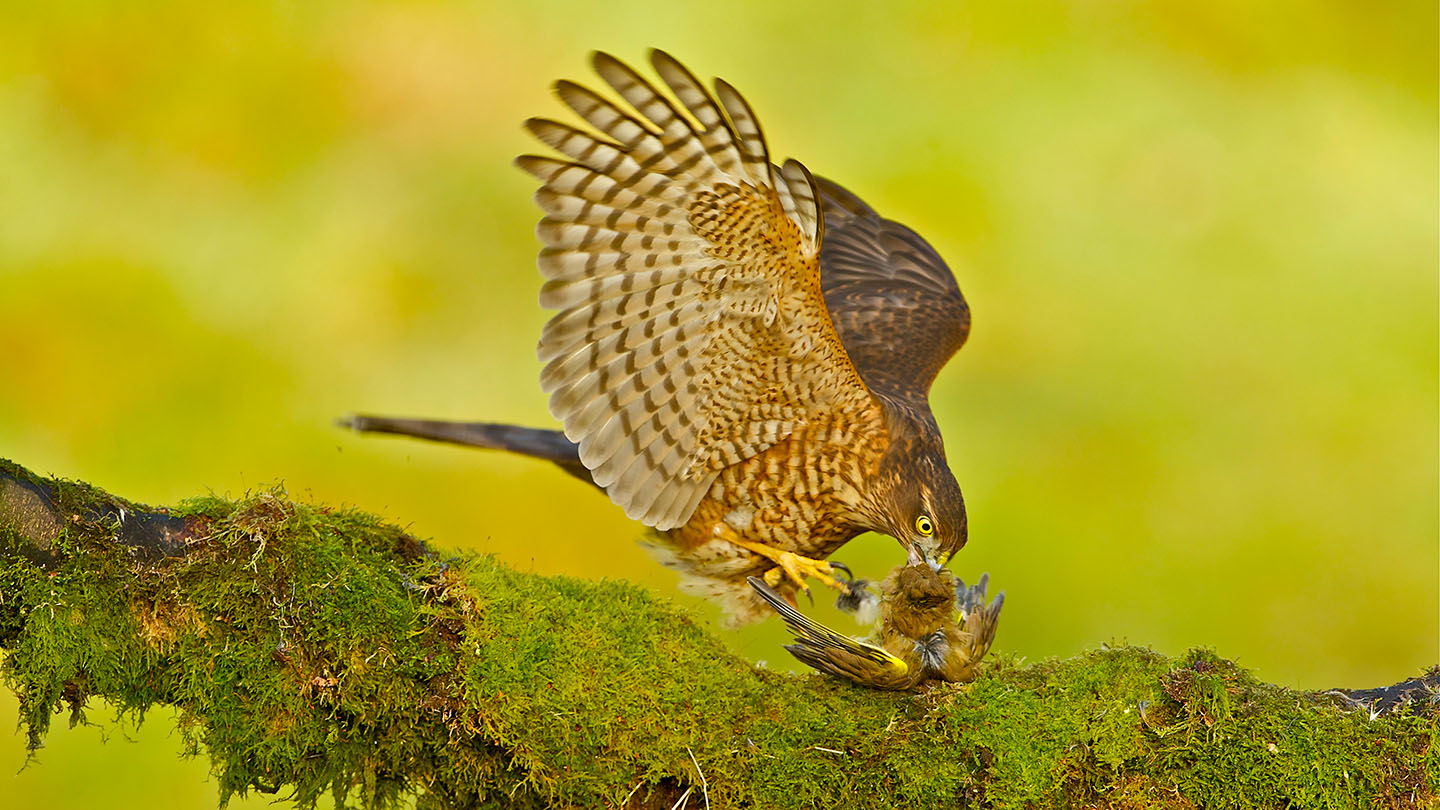 Sparrowhawk (Accipiter nisus) - British Birds - Woodland Trust