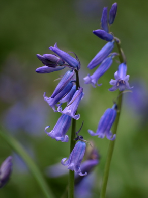 Flitwick Wood - Woodland Trust