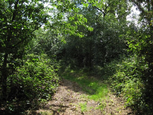 Denham Country Park - Woodland Trust