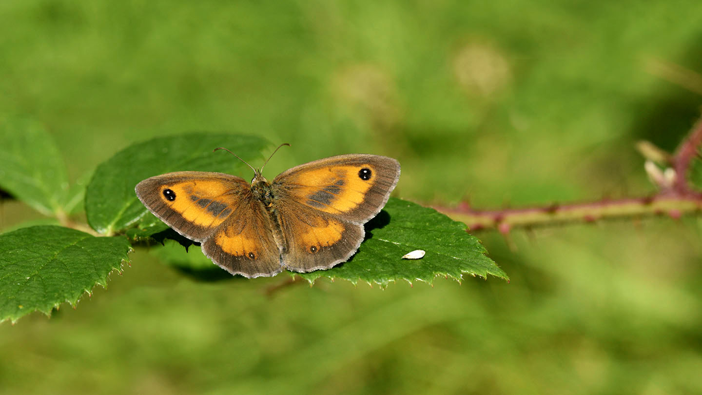 Gatekeeper (Pyronia tithonus) - Butterflies - Woodland Trust