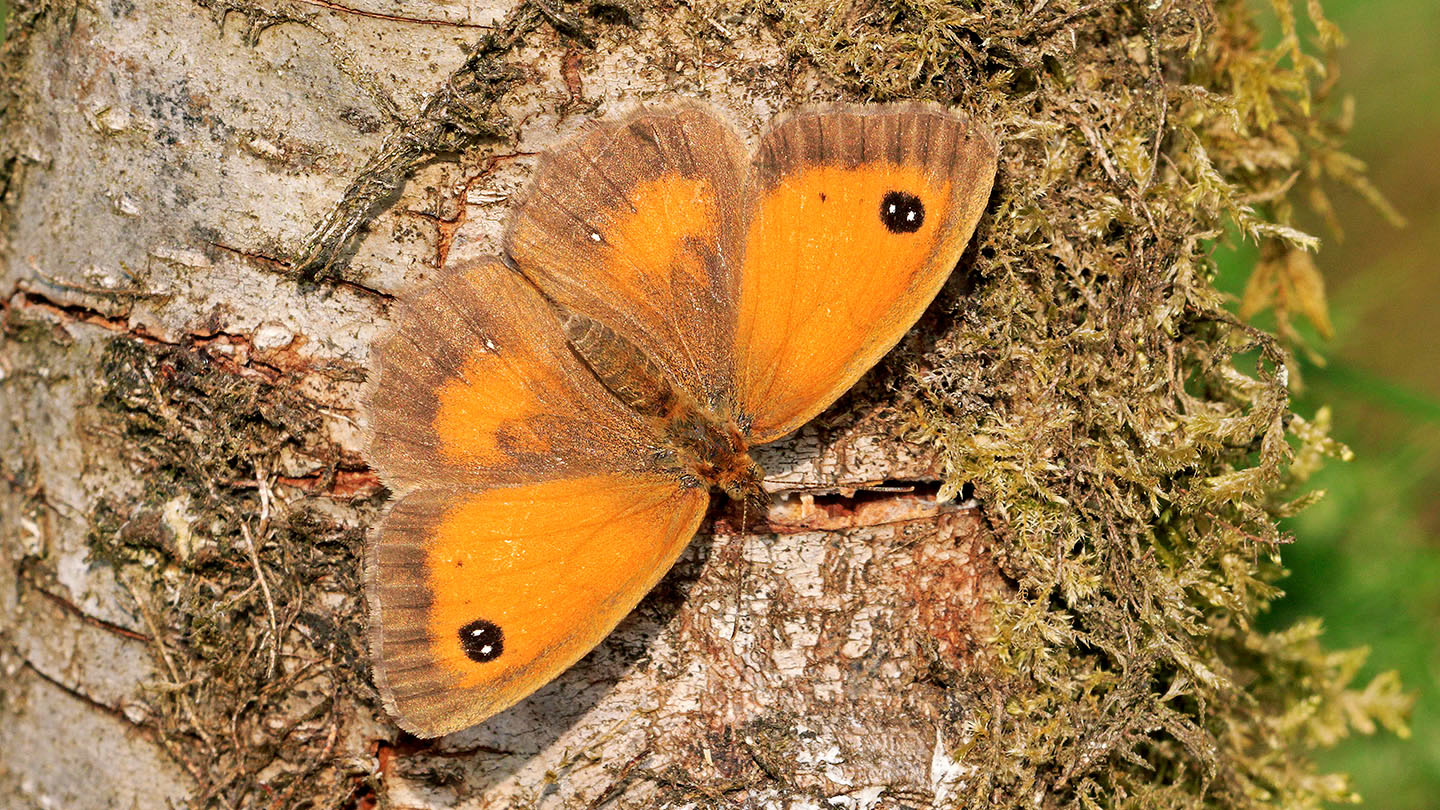 Gatekeeper (Pyronia tithonus) - Butterflies - Woodland Trust