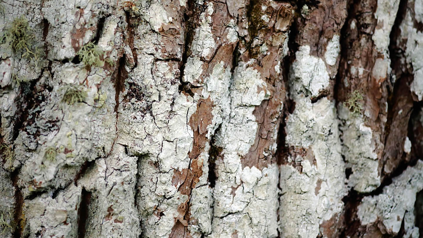 How to Identify Trees: A Simple Guide - Woodland Trust