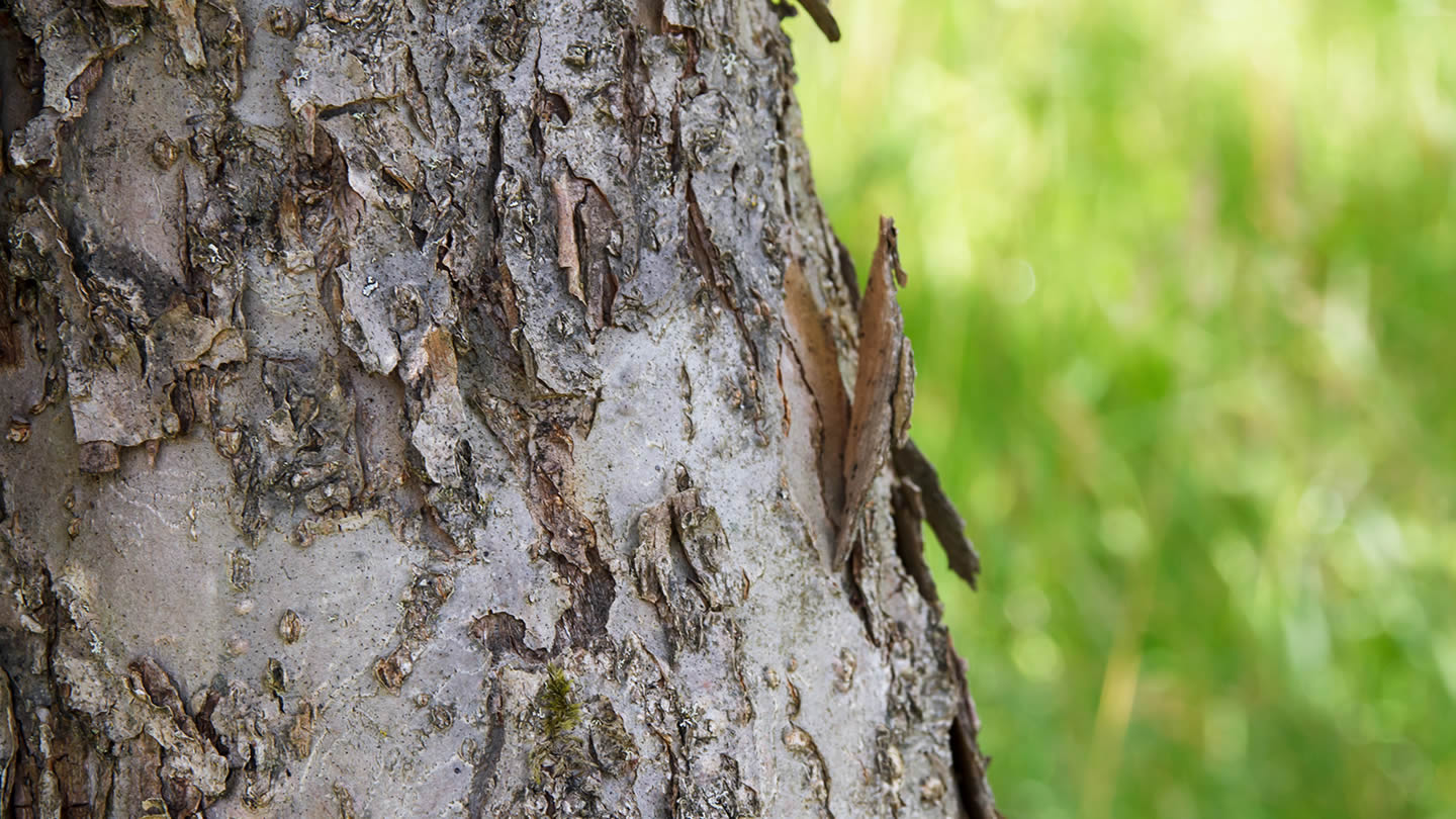 How to Identify Trees: A Simple Guide - Woodland Trust