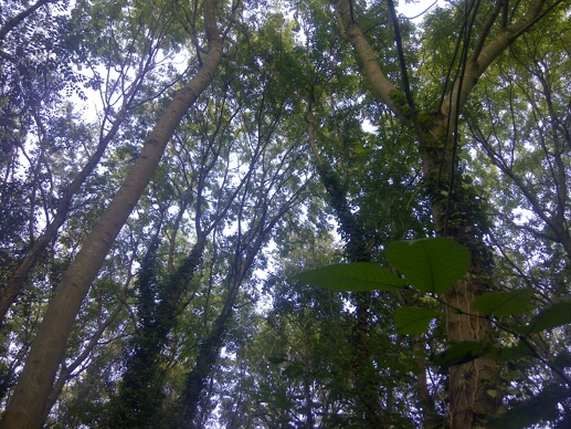 Shotwick Park Estate - Woodland Trust