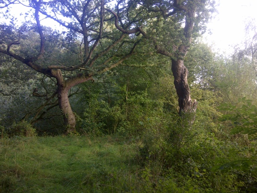 Shotwick Park Estate - Woodland Trust