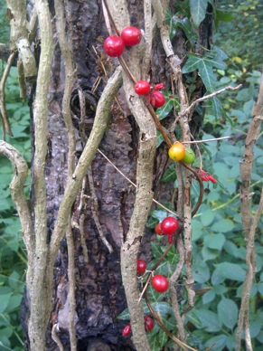 Shotwick Park Estate - Woodland Trust