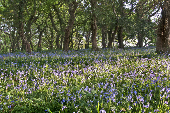 Coed Bach Park - Woodland Trust