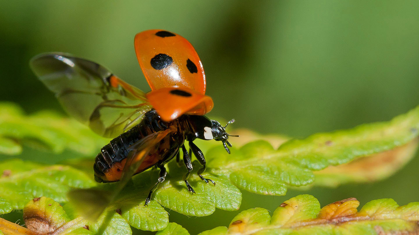 7-Spot Ladybird (Coccinella septempunctata) - Woodland Trust