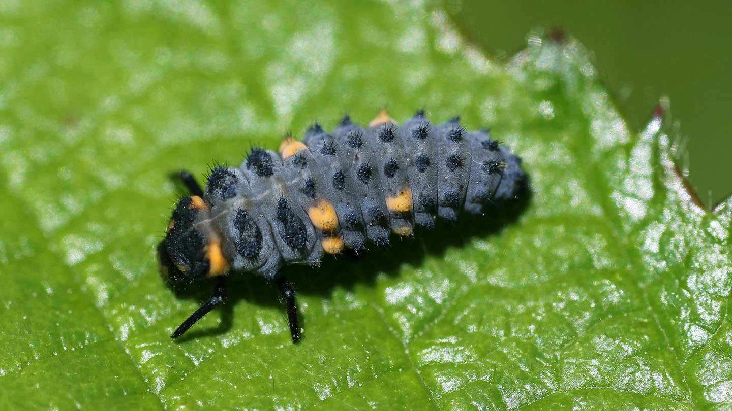 7-Spot Ladybird (Coccinella septempunctata) - Woodland Trust