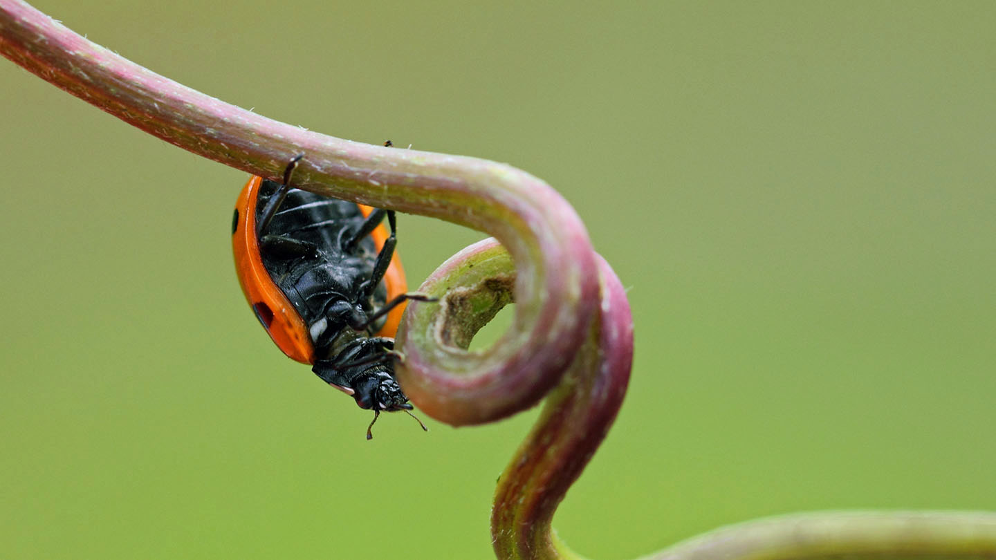 7-Spot Ladybird (Coccinella septempunctata) - Woodland Trust