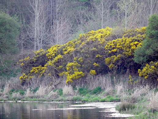 Longlands Lake - Woodland Trust