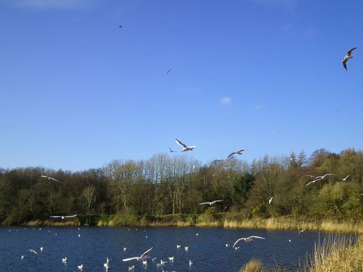 Longlands Lake - Woodland Trust