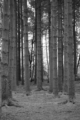 Stover Country Park - Woodland Trust