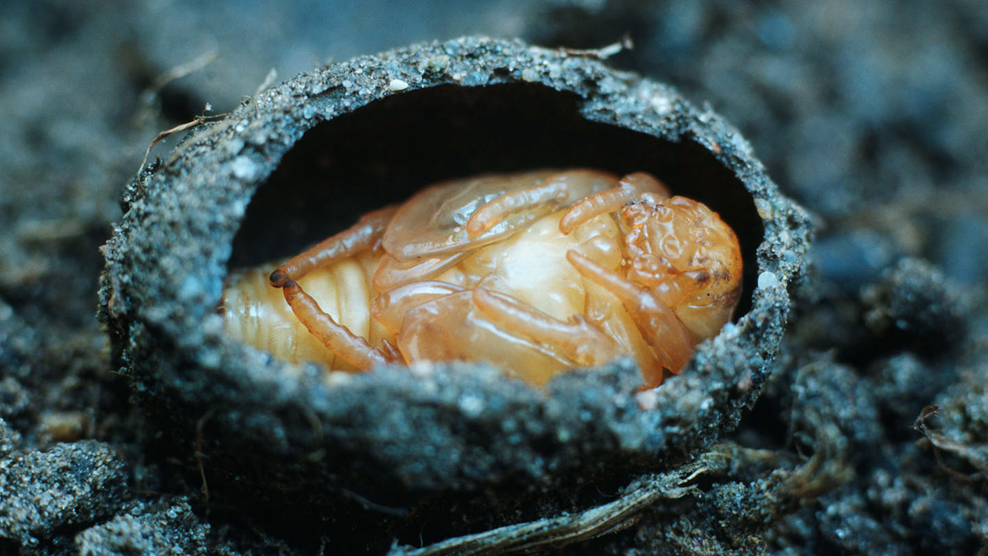 Rose Chafer (Cetonia aurata) - British Beetles - Woodland Trust