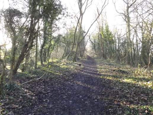 Dingle Dell - Woodland Trust