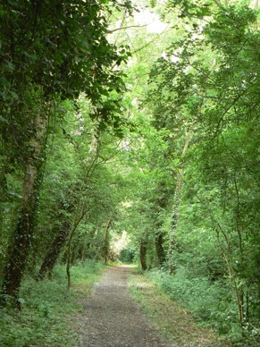 Dingle Dell - Woodland Trust