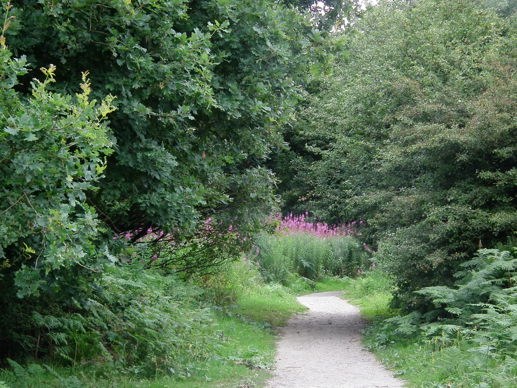 Ditchling Common Country Park - Woodland Trust