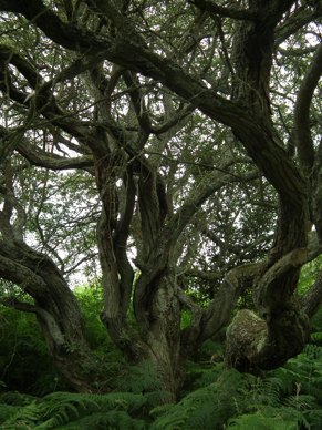 Ditchling Common Country Park - Woodland Trust
