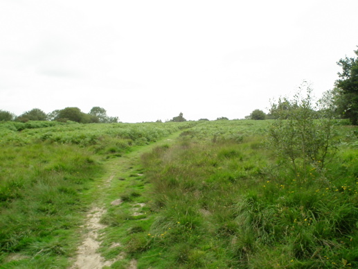 Ditchling Common Country Park - Woodland Trust