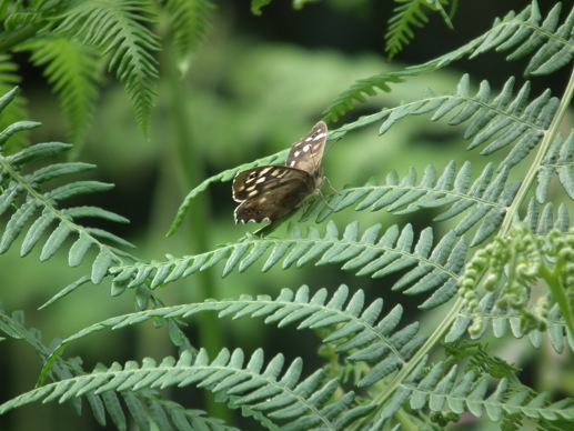 Ditchling Common Country Park - Woodland Trust