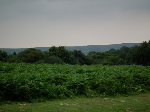 Ditchling Common Country Park - Woodland Trust