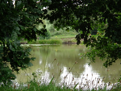Ditchling Common Country Park - Woodland Trust
