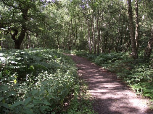 Weald Country Park - Woodland Trust