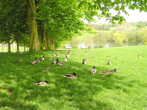 Weald Country Park - Woodland Trust