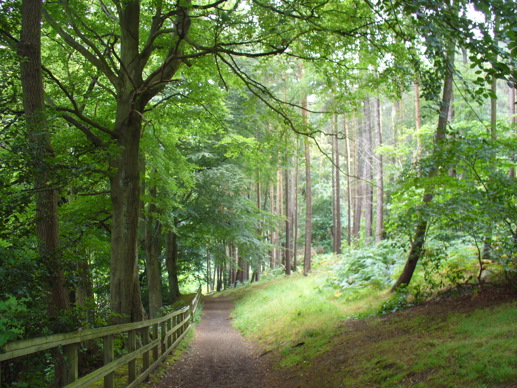 Polmont Woods - Woodland Trust