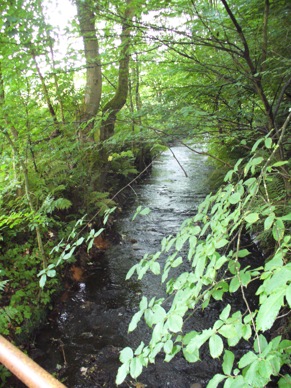 Polmont Woods - Woodland Trust