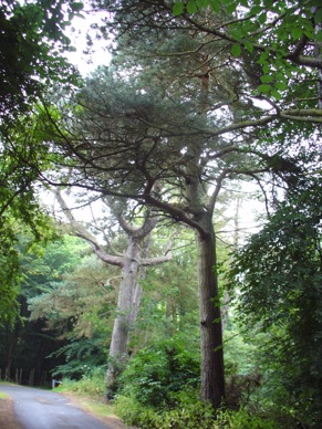 Polmont Woods - Woodland Trust