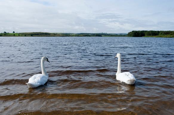 Lochore Meadows Country Park - Woodland Trust
