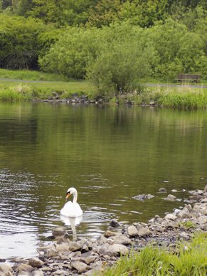 Lochore Meadows Country Park - Woodland Trust
