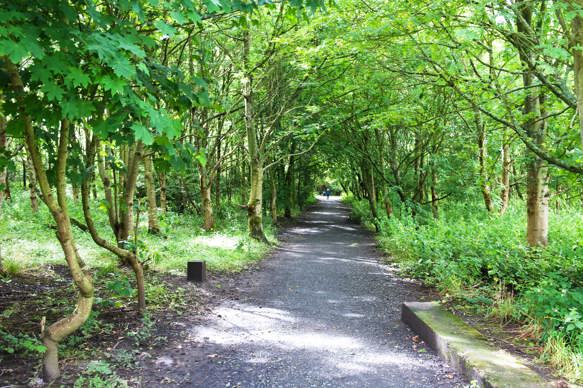 Lochore Meadows Country Park - Woodland Trust